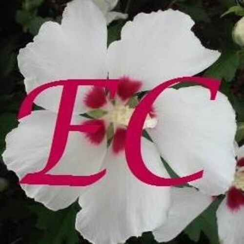 EleshasCreations - Etsy