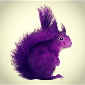 PurpleSquirrelEmp - Etsy