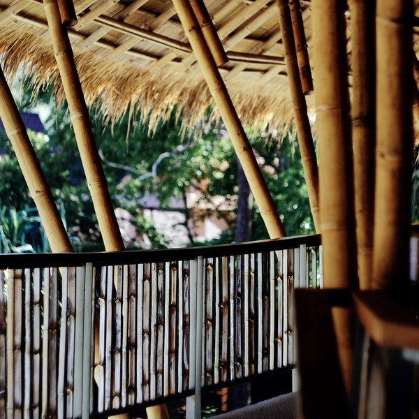 2 Fresh Cut Bamboo Choose From 1 to 8 Feet Long - Etsy