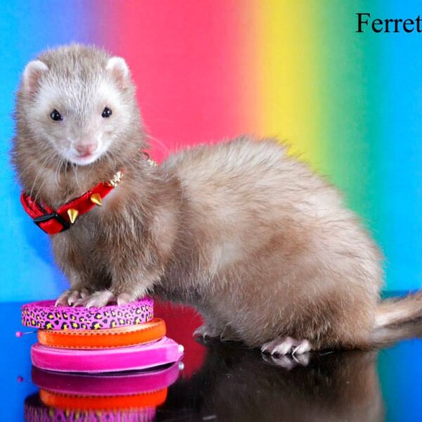 Ferret Harness Carrots Orange Vegetables - Etsy