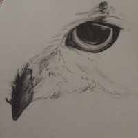 Rooster Drawing - Etsy