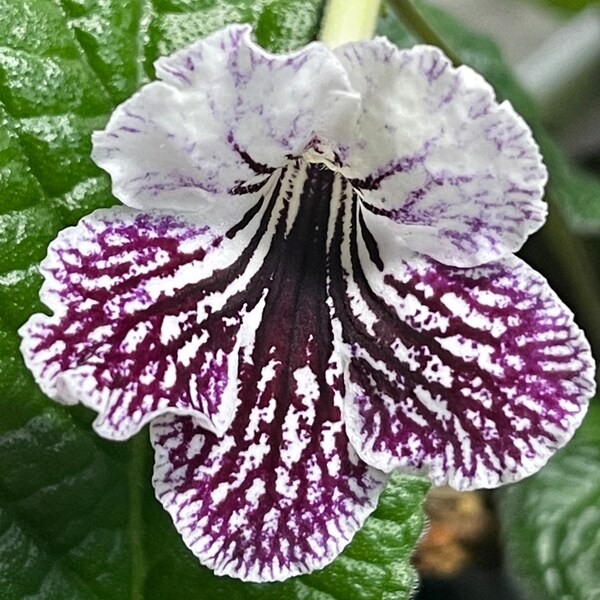 Rays of Sunshine Streptocarpus Cape Primrose 2.5 Pot Starter Plant - Etsy