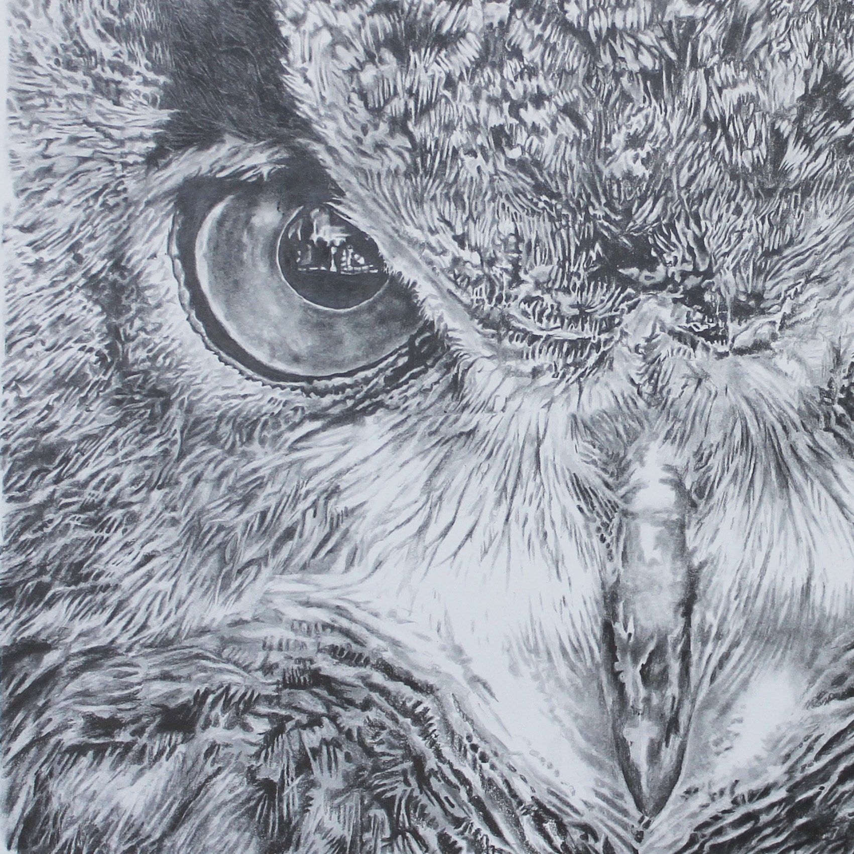 Owl Face Pencil Drawing