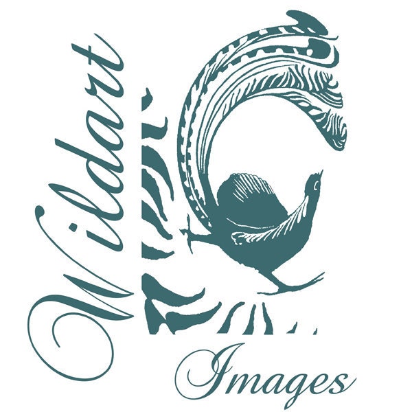 Kookaburras Three Print - Etsy Australia