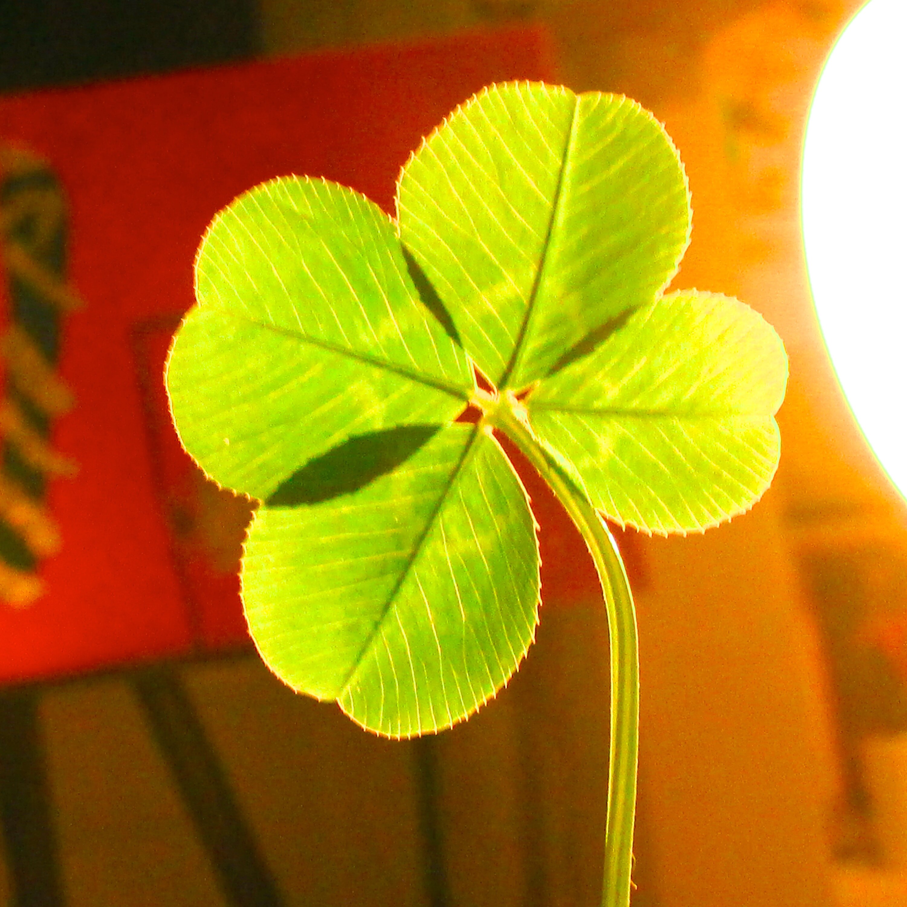 Real Four Leaf Clover on Archival Posterboard 5x7 Art & Collectibles ...
