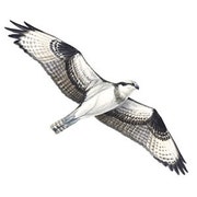 OspreyWoodDesigns - Etsy