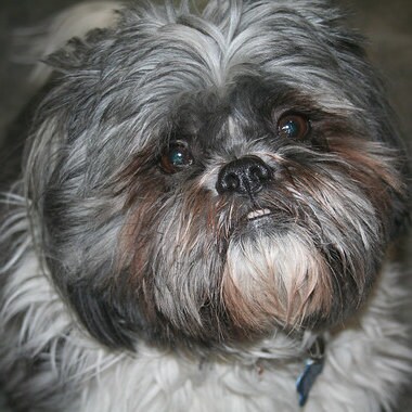 GiantShihTzuEmporium - Etsy