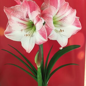 Modalu Pippa Leather Black Satchel Bag VGC - Etsy