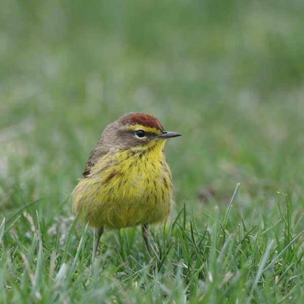 Bird Vinyl Stickers Common Eider, Red Crossbill, and Wood Thrush - Etsy