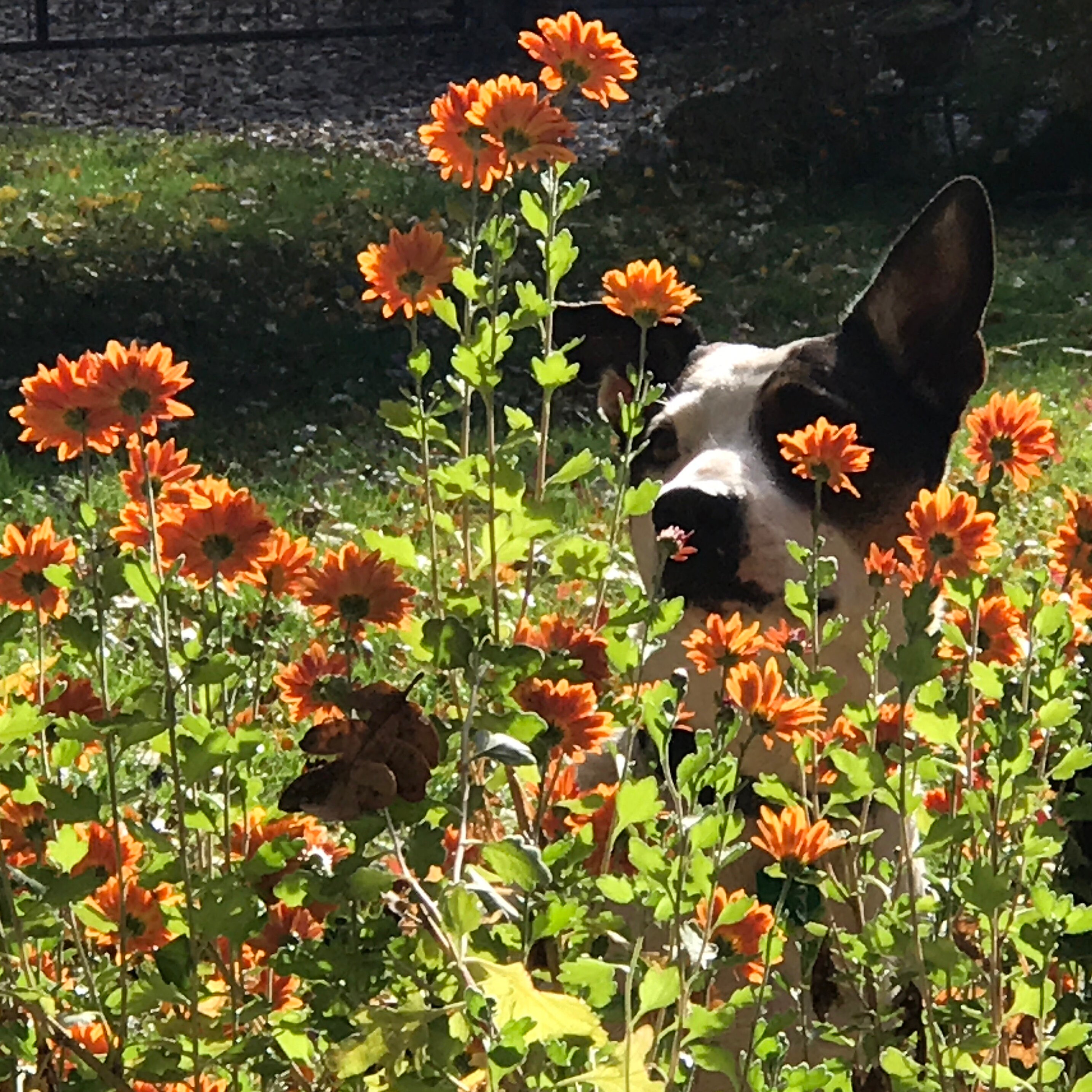 Dolls & Miniatures 1984 Limited Edition Cheryl J Reeder Porcelain 23 ...
