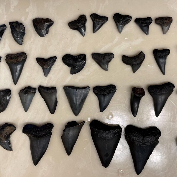 Authentic Shark Tooth Shadow Box - Etsy