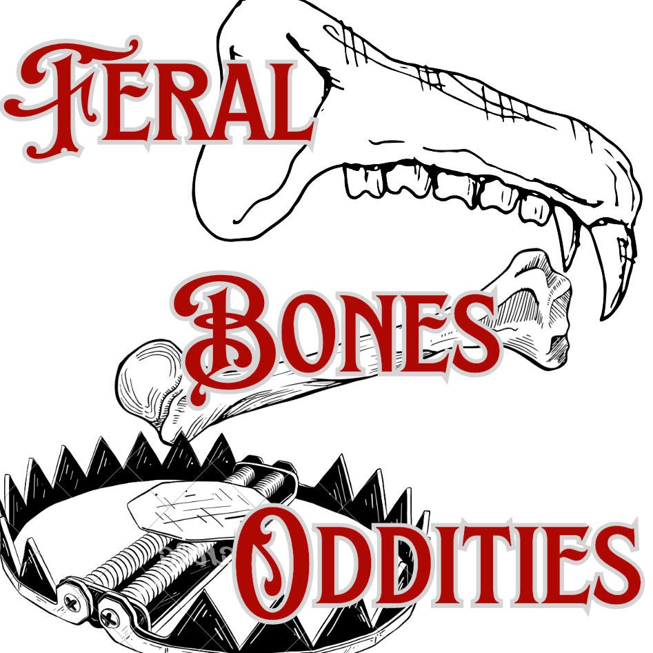 FeralBonesOddities - Etsy