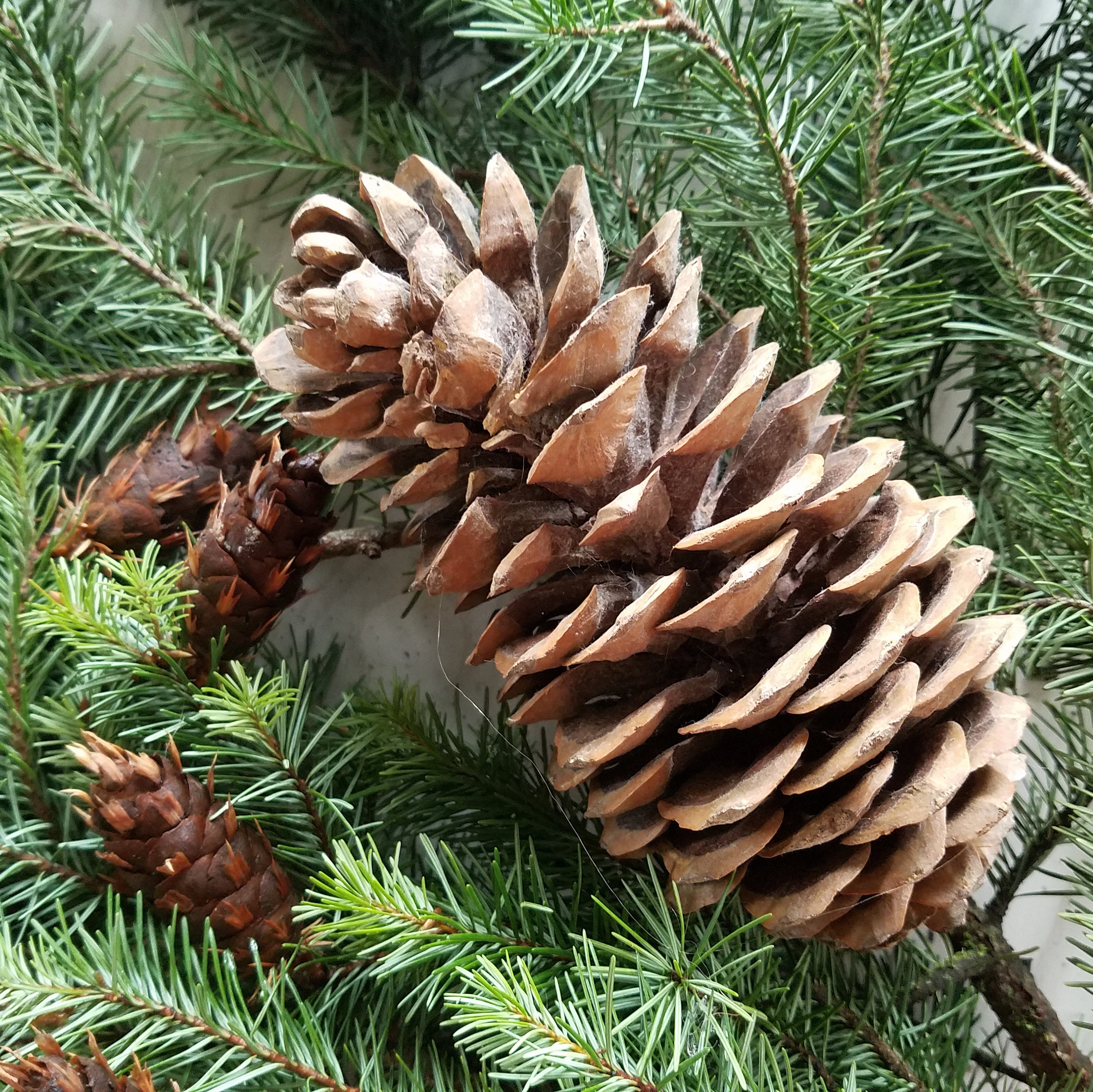 ConeandCandle - Etsy