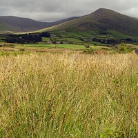 Make Your Own St Brigid's Cross From Authentic Wild Irish Rushes ...