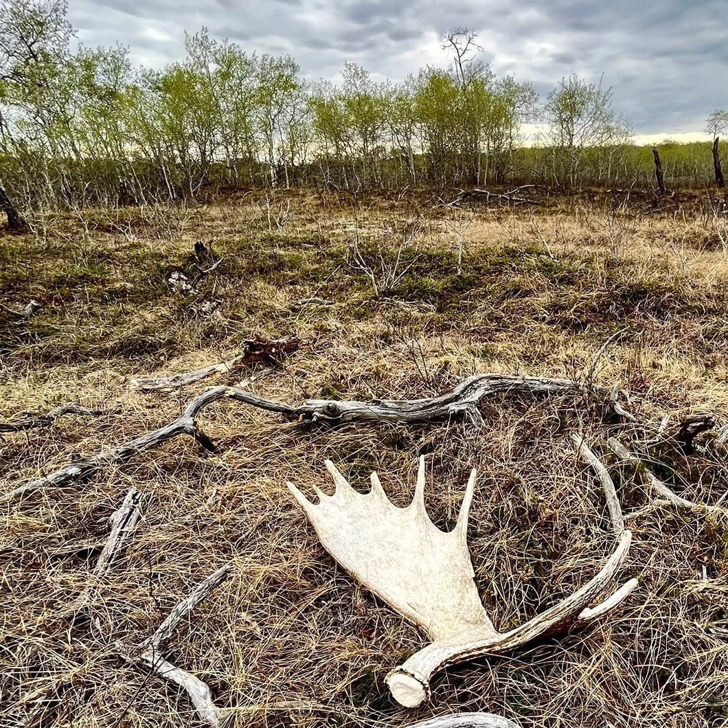 AntlerAddictionAB - Etsy