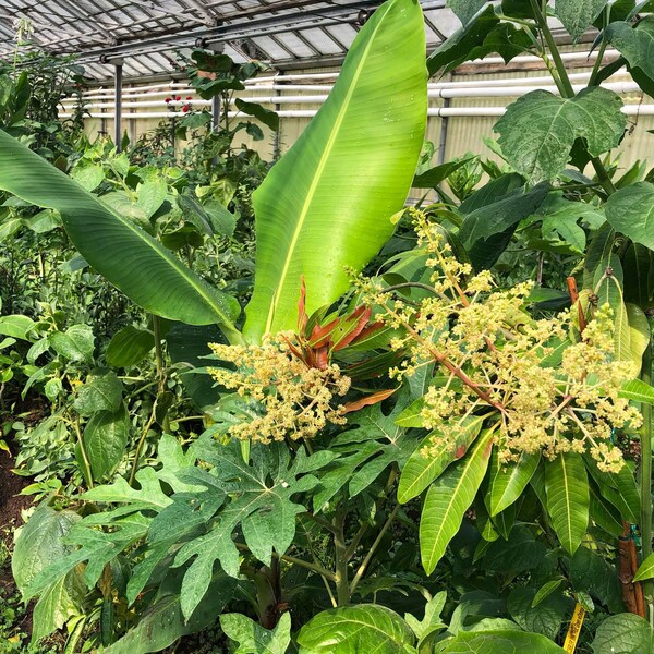 4 Cuttings of Passiflora Ligularis, Sweet Granadilla. - Etsy