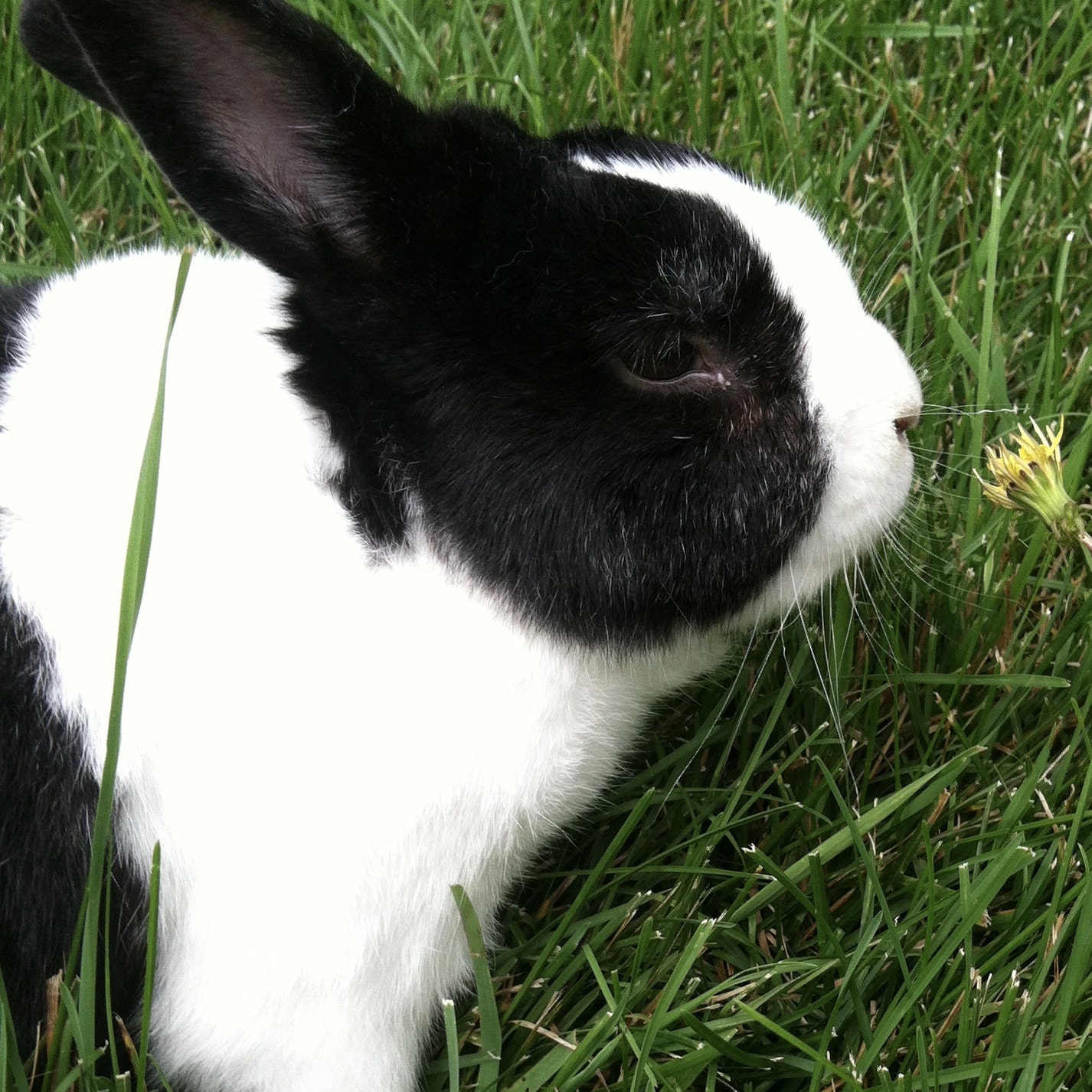 SpeckledRabbit - Etsy