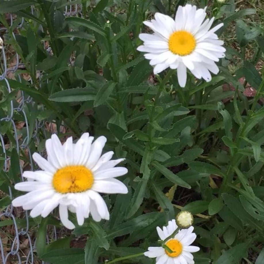 TheDaisyPorch - Etsy