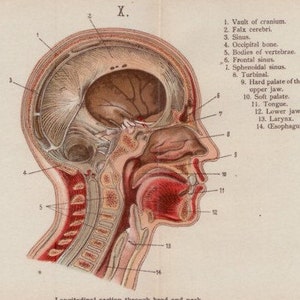 Knitted Alien Autopsy PDF Pattern - Etsy