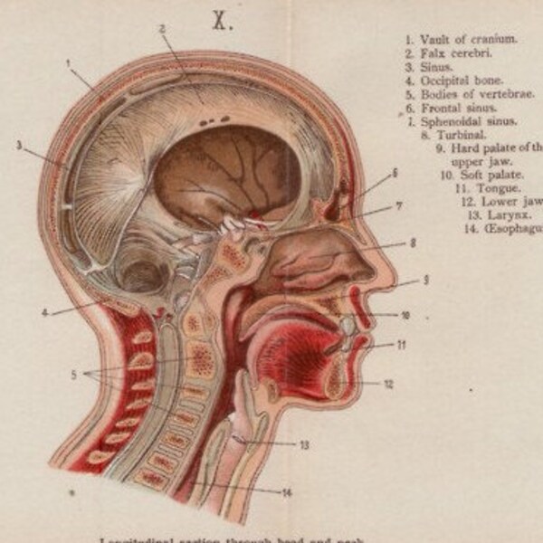 Knitted Alien Autopsy PDF Pattern - Etsy