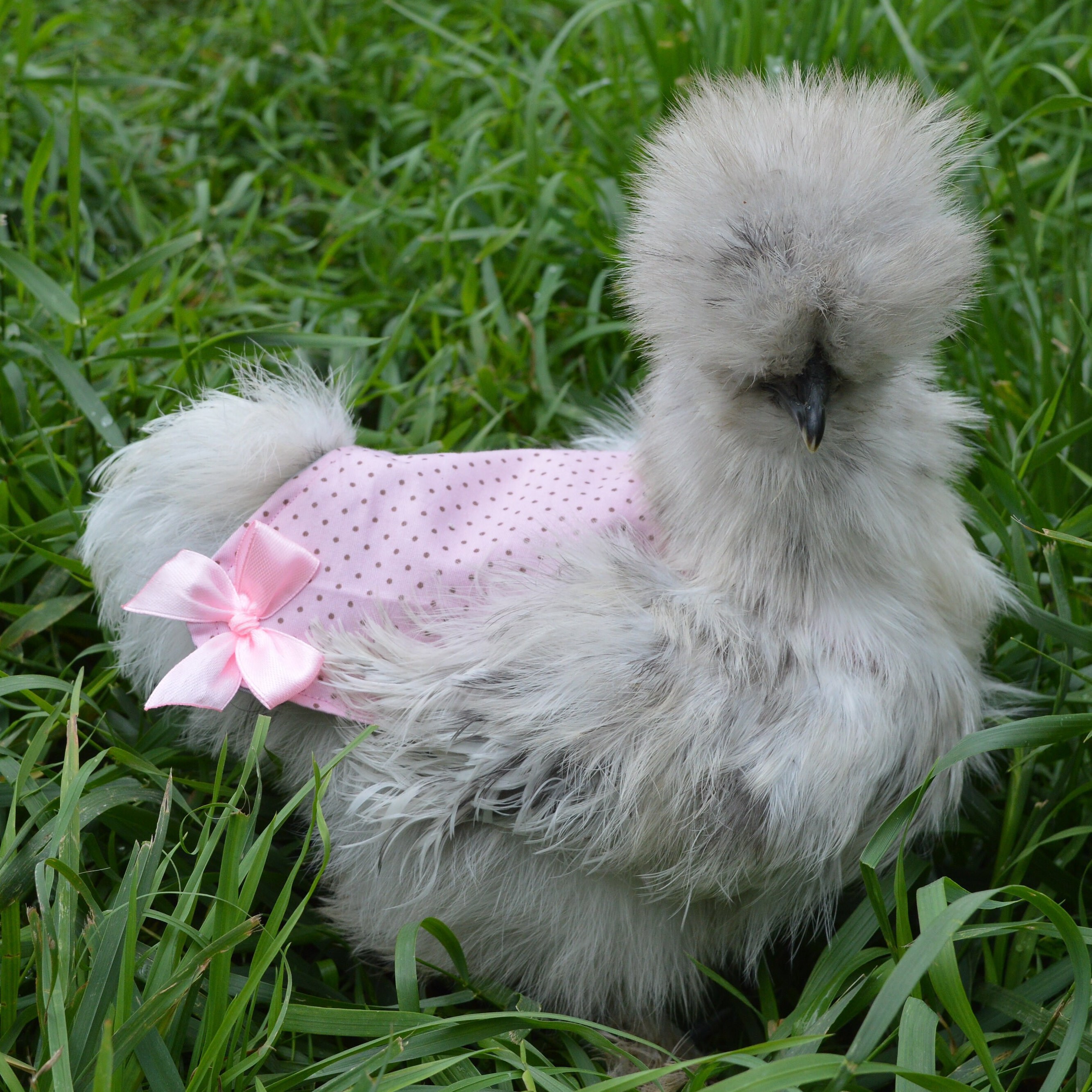 ChickenSwagStore - Etsy