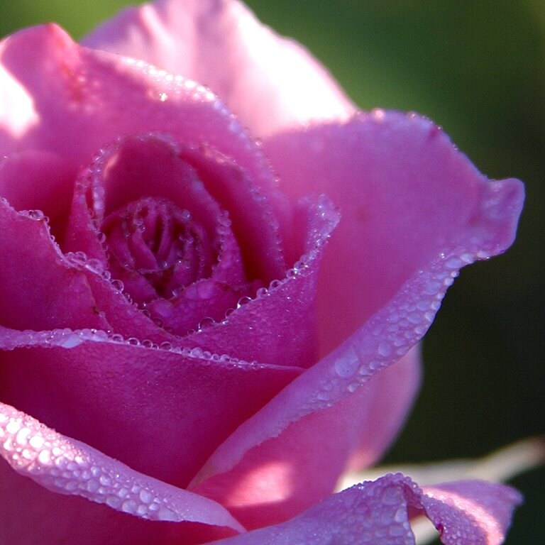 RosePetalShoppe - Etsy