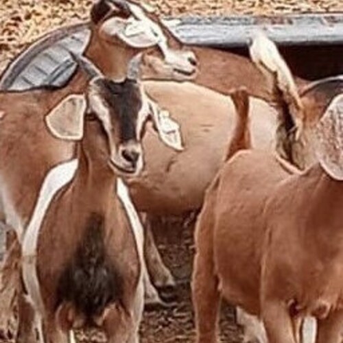 GraysCreekGoats - Etsy