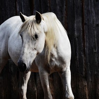 Himalayan Salt Wand, Halite Wand Natural, Gemstone, Tumblestone, Bulk ...