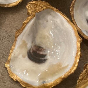 Bakers Dozen Gold Oyster Shell, 13 Gold Rimmed Oyster Shells - Etsy