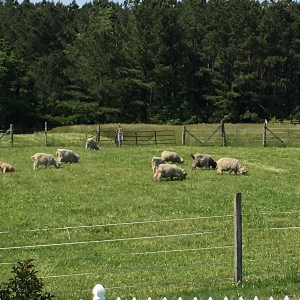 MorningGloryFarmUS - Etsy