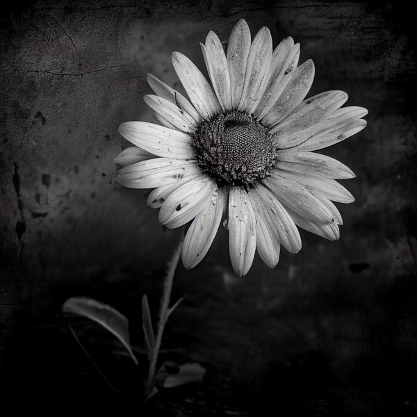 Set of 6 Victorian Moody Nautical Prints Bundle Dark Academia Printable ...