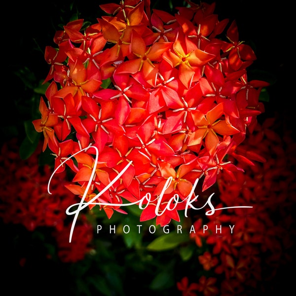 Baluan Island, Mouk Village, Manus Island, Papua New Guinea, Photo ...