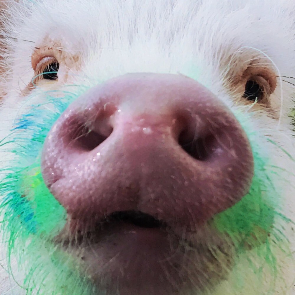 HandsomePiggyDesigns - Etsy