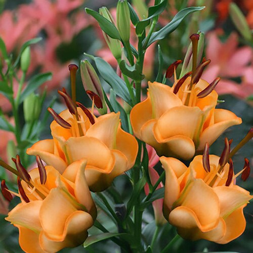 GoldenLillyEnigma - Etsy