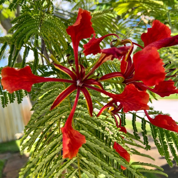 Wagner Ware Cornbread Corn Shaped Cast Iron Molds X2 Early USA Patina ...
