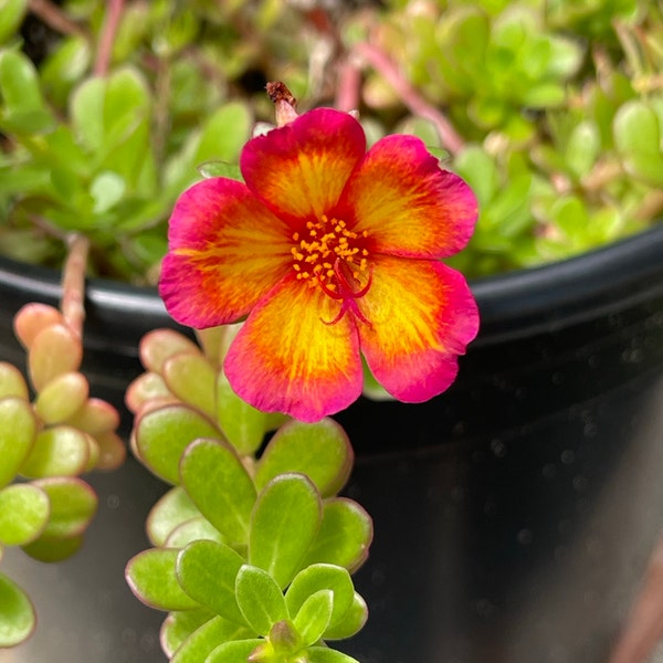 TROPICALFRUITSFL - Etsy