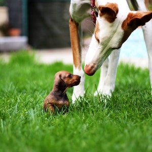 Bernese Mountain Dog Last Supper Art by Leonardo Da Vinci, Berner Dog ...