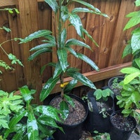 Ice Cream Dwarf Mango Tree Grafted 18 to 24 - Etsy Canada