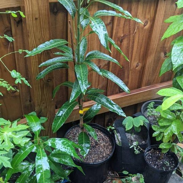 Saba Banana Tree Pup Musa Acuminata X Balbisiana 2 3 Feet TALL ...
