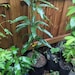 Ice Cream Dwarf Mango Tree Grafted 18 to 24 - Etsy Canada