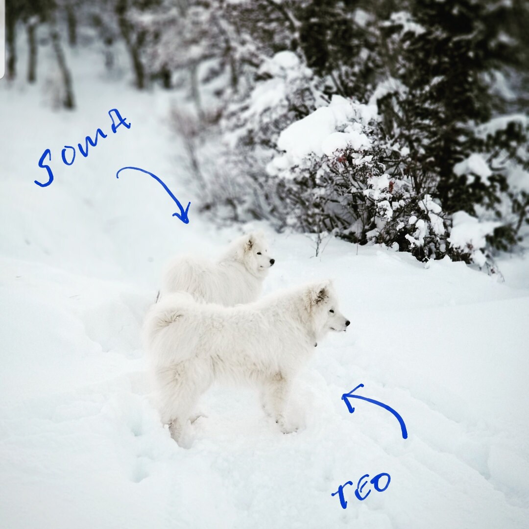 SamoyedSomaTeo - Etsy