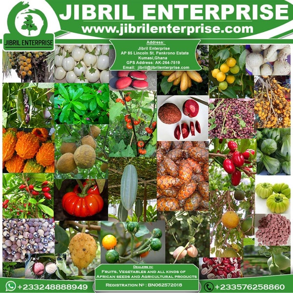 Black Eye African Yam Beanssphenostylis Stenocarpa, 50 Seeds /14 USD ...