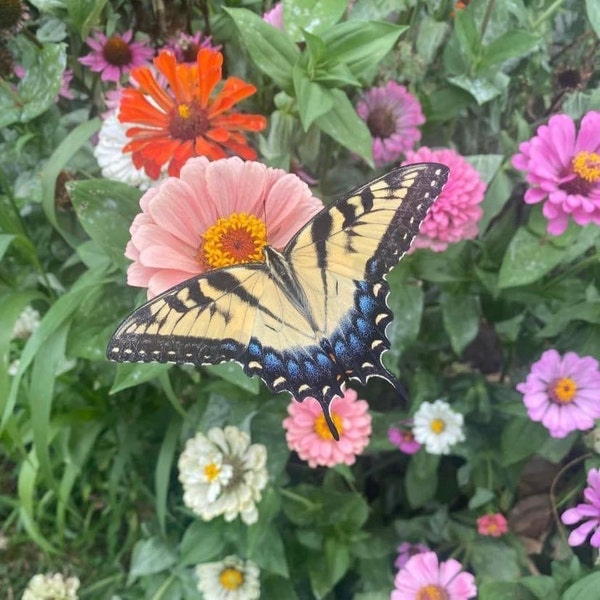 Sycamore Tree Sapling, Sycamore Tree, Sycamore Plant, Live Plant ...