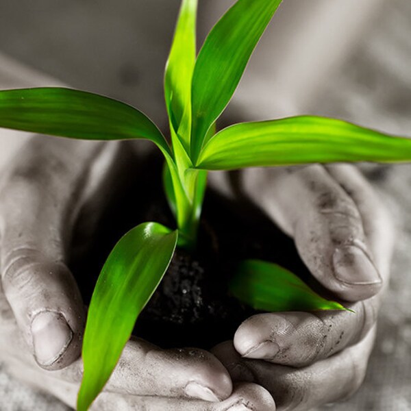 Dried Eryngium, Natural Blue Thistle, Dried Thistle, Natural Dried ...