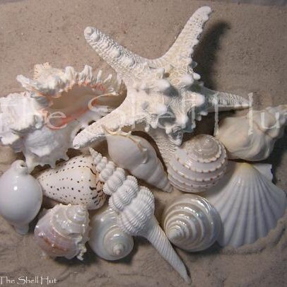 shellhut - Etsy