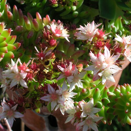 WearItMiniPlants - Etsy