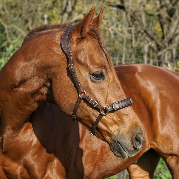 Academic Cavesson With Anatomic Crownpiece - Etsy