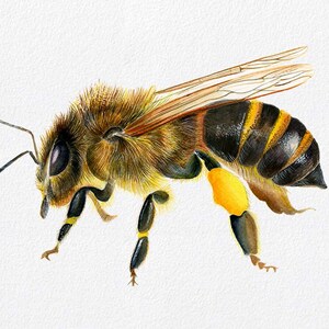 Emperor Hawk Moth Insect Watercolour Signed Limited Edition Print From ...