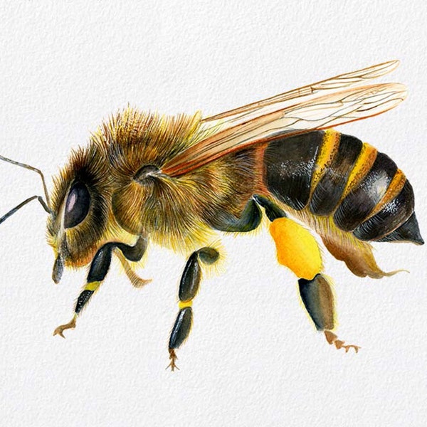 Emperor Hawk Moth Insect Watercolour Signed Limited Edition Print From ...