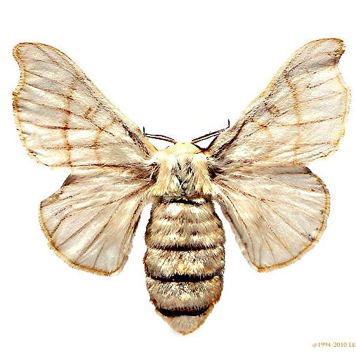 sericin - Sericin Silkworks -silk and Other Fine Yarns and Fibres - Etsy